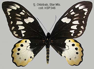 Papua Insects Foundation (Lepidoptera/Papilionidae/Ornithoptera chimaera)